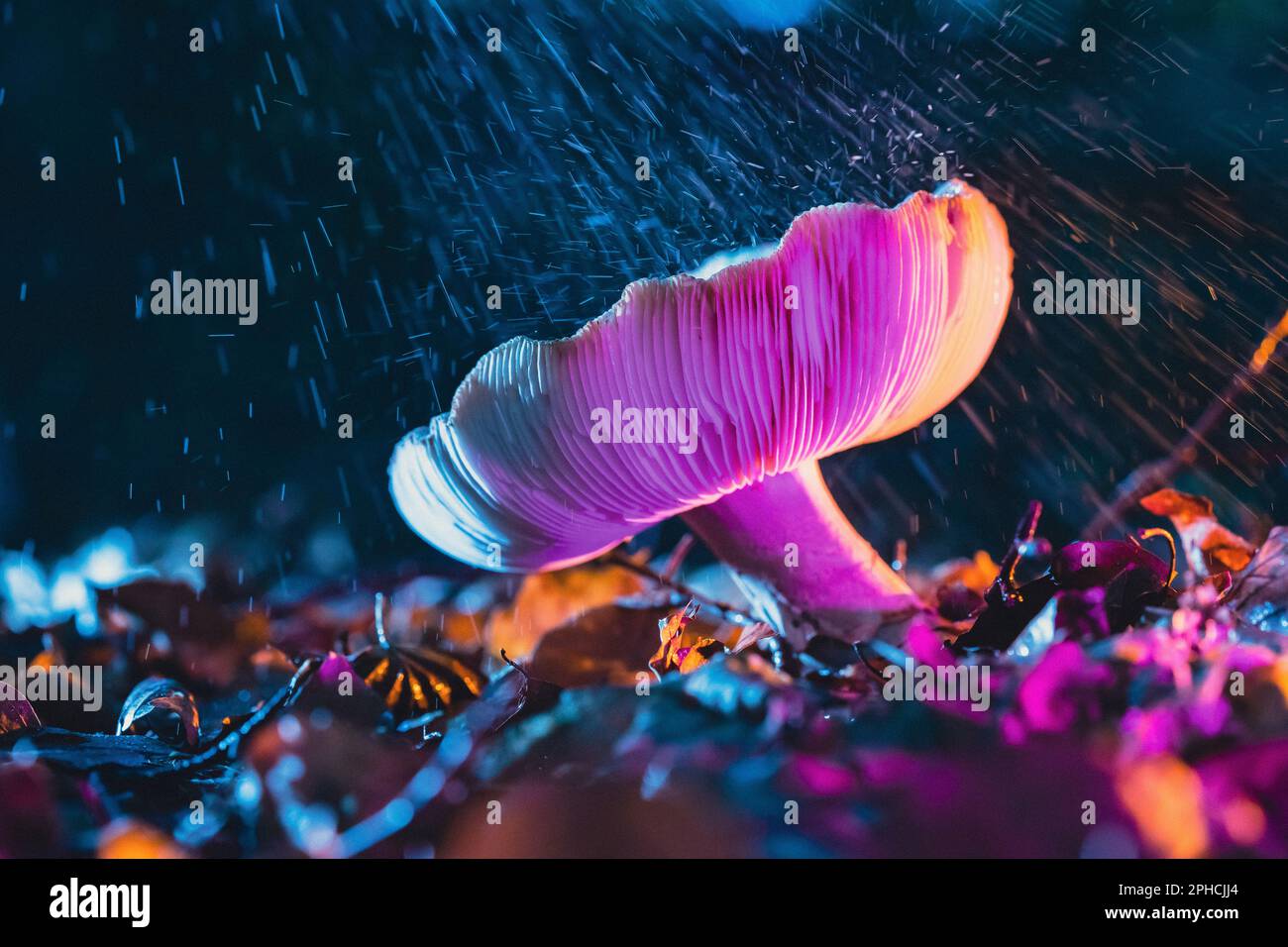 Wonderful colored wild toadstool in disco colors in a magical ...