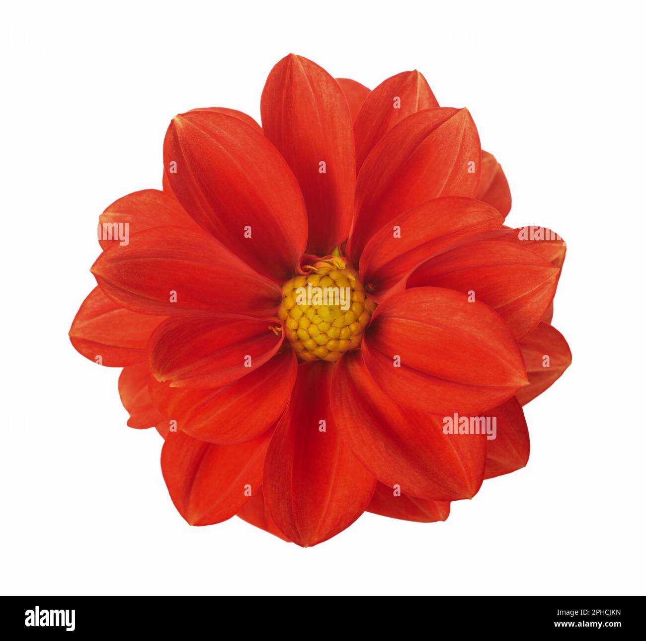 Dalia pinnata hi-res stock photography and images - Alamy