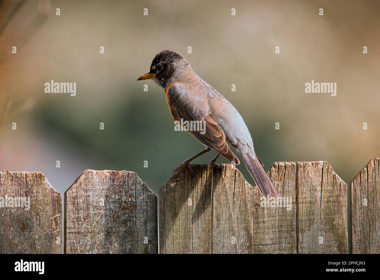 Young north American robin Stock Photo - Alamy