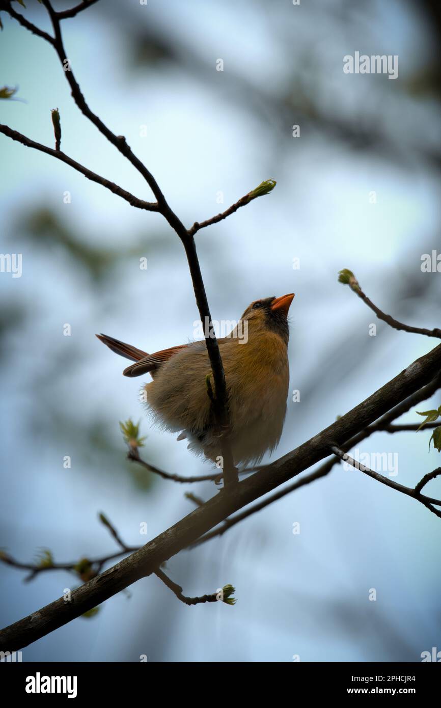 Fluffy cardinal hi-res stock photography and images - Alamy