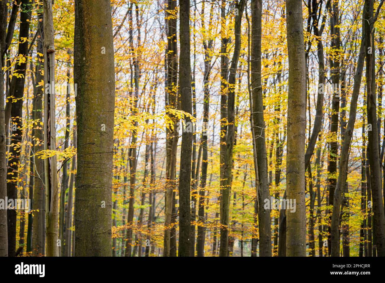 Straight and vertical lines in an autumn forest with tree trunks and ...
