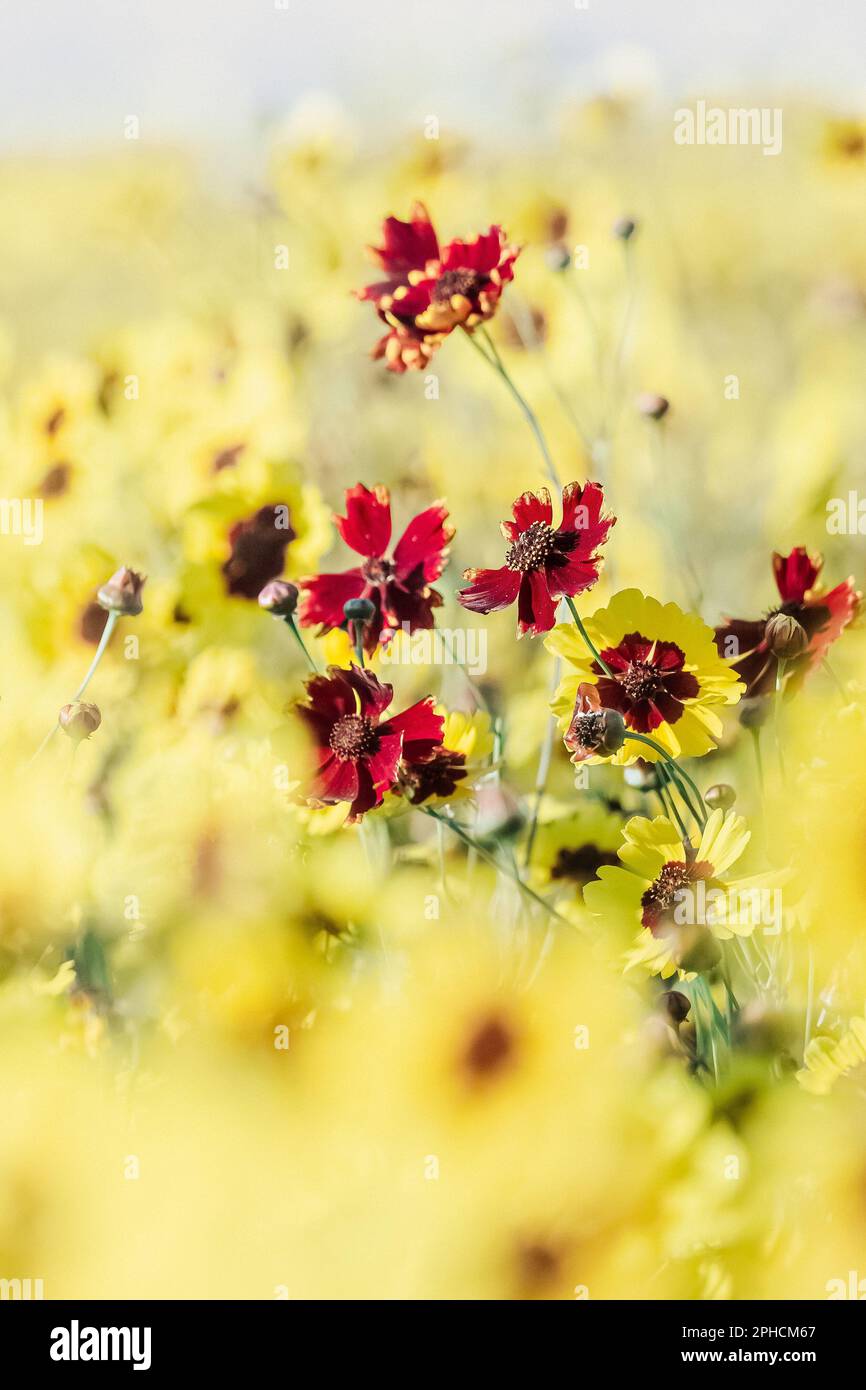 Plains coreopsis, garden tickseed, golden tickseed, or calliopsis ...