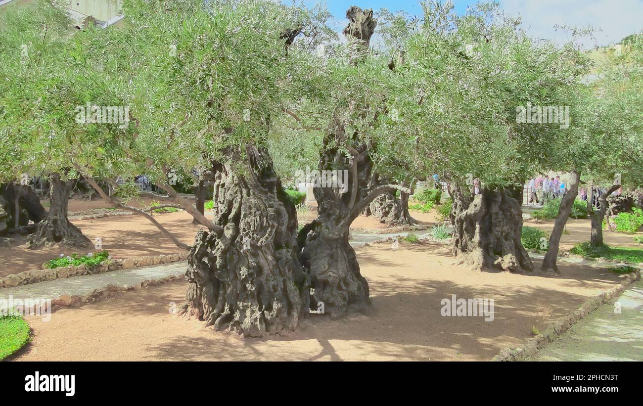 An ancient thousand year old olive tree in the Garden of Gethsemane in ...
