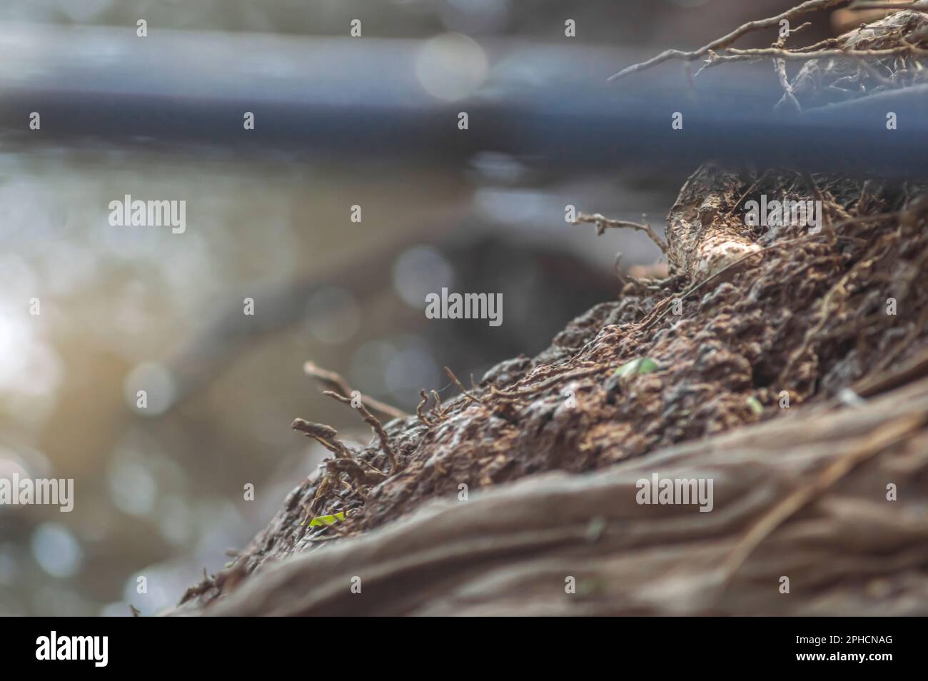 Riverside ravine with blurred bottom, texture of. root and roots Stock ...