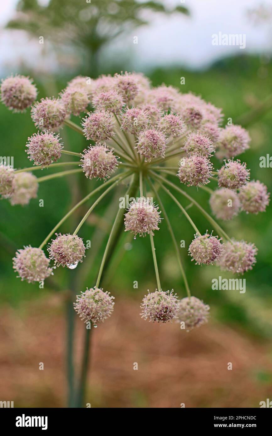 blooming flowers hemlock water dropwort umbellate inflorescence Stock ...