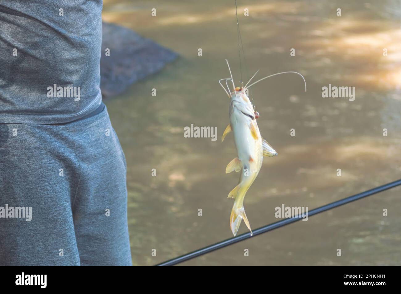 Mandi Chorão (Pimelodus maculatus) fish caught by a fisherman who is on ...