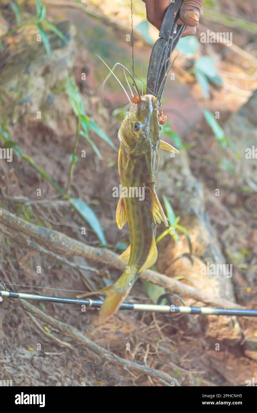 Mandi Chorão (Pimelodus maculatus) fish caught by a fisherman who is on ...