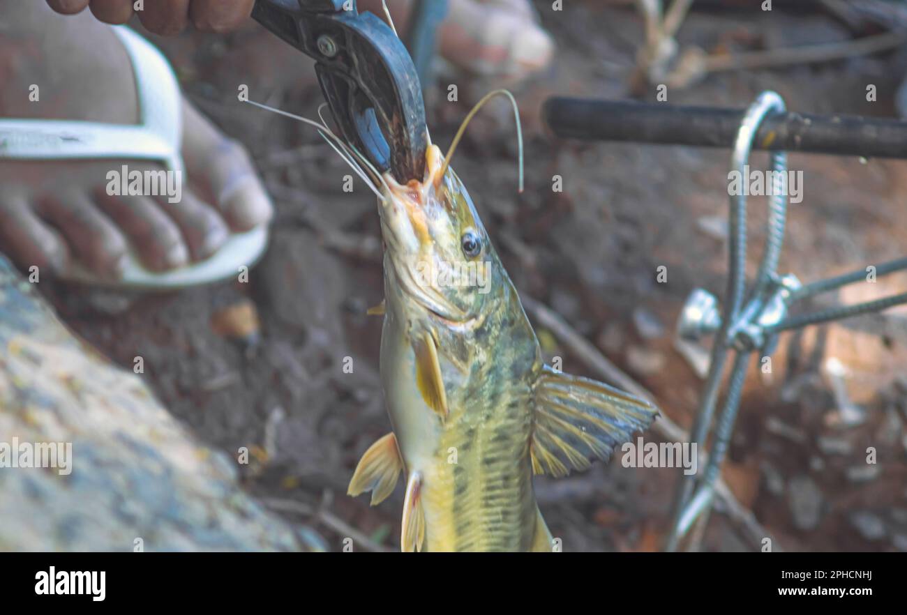 Mandi Chorão (Pimelodus maculatus) fish caught by a fisherman who is on ...