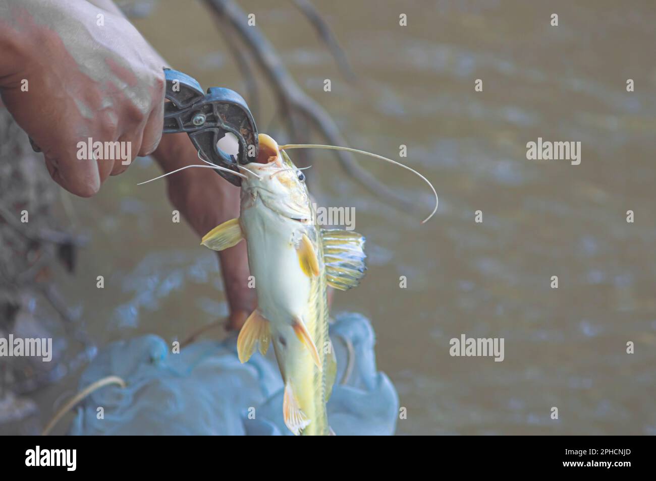 Mandi Chorão (Pimelodus maculatus) fish caught by a fisherman who is on ...
