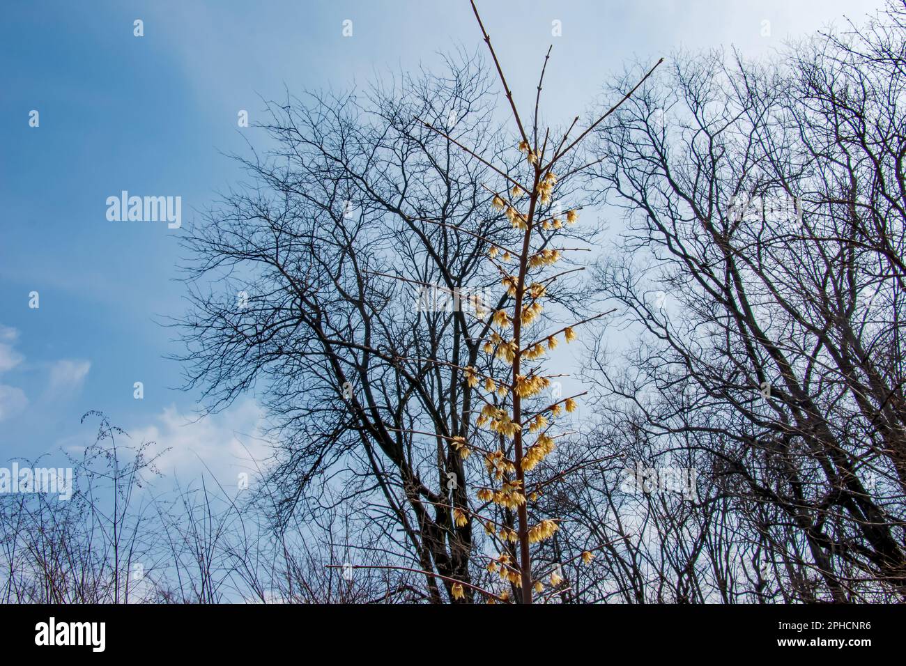 Chimonanthus salicifolius is blooming in early spring. Also known as ...