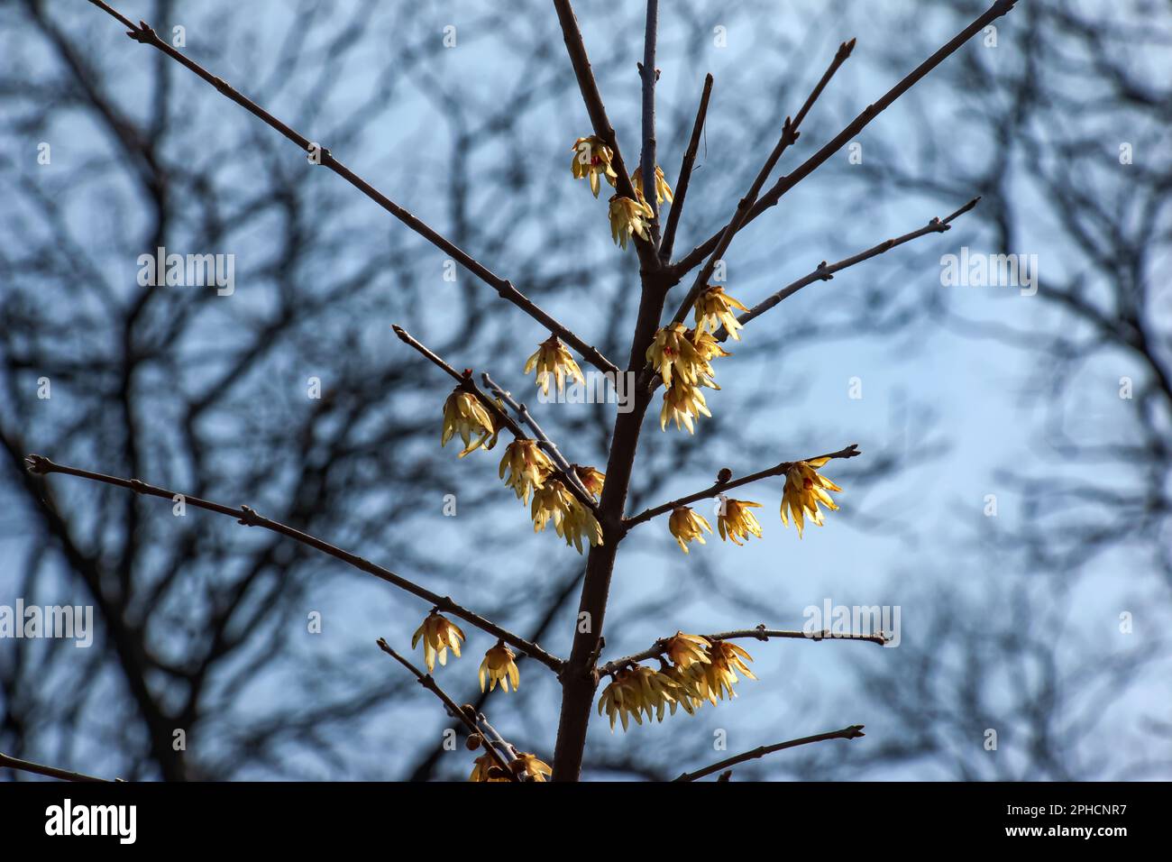 Chimonanthus salicifolius is blooming in early spring. Also known as ...