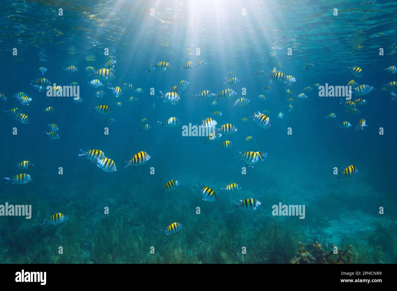 Underwater sunlight with fish in the sea (school of sergeant major fish ...