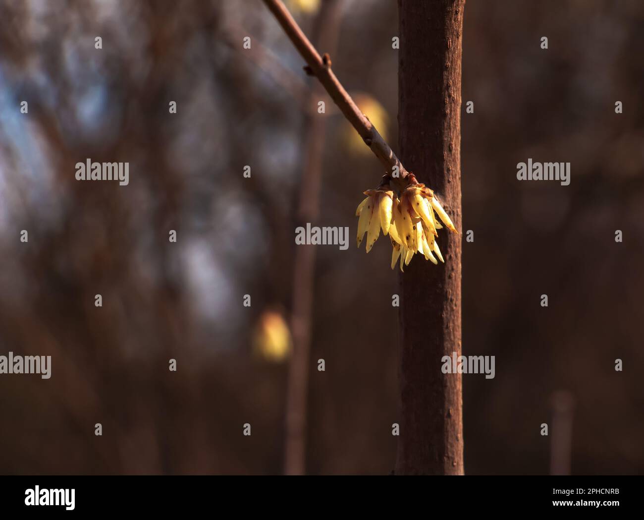 Chimonanthus salicifolius is blooming in early spring. Also known as ...