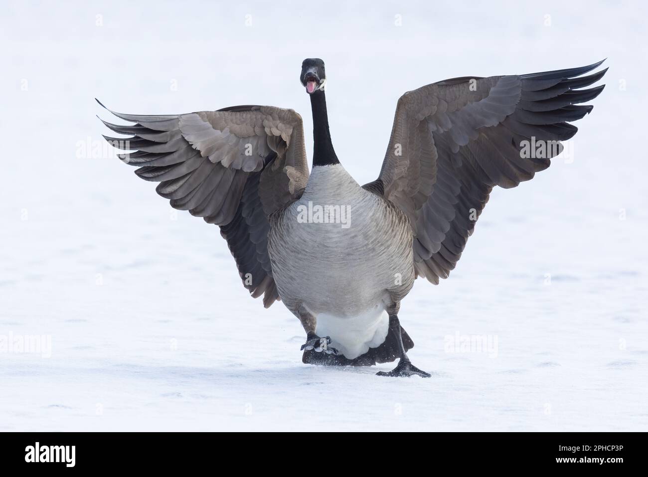 Canada geese beautiful bird photo hi-res stock photography and images ...