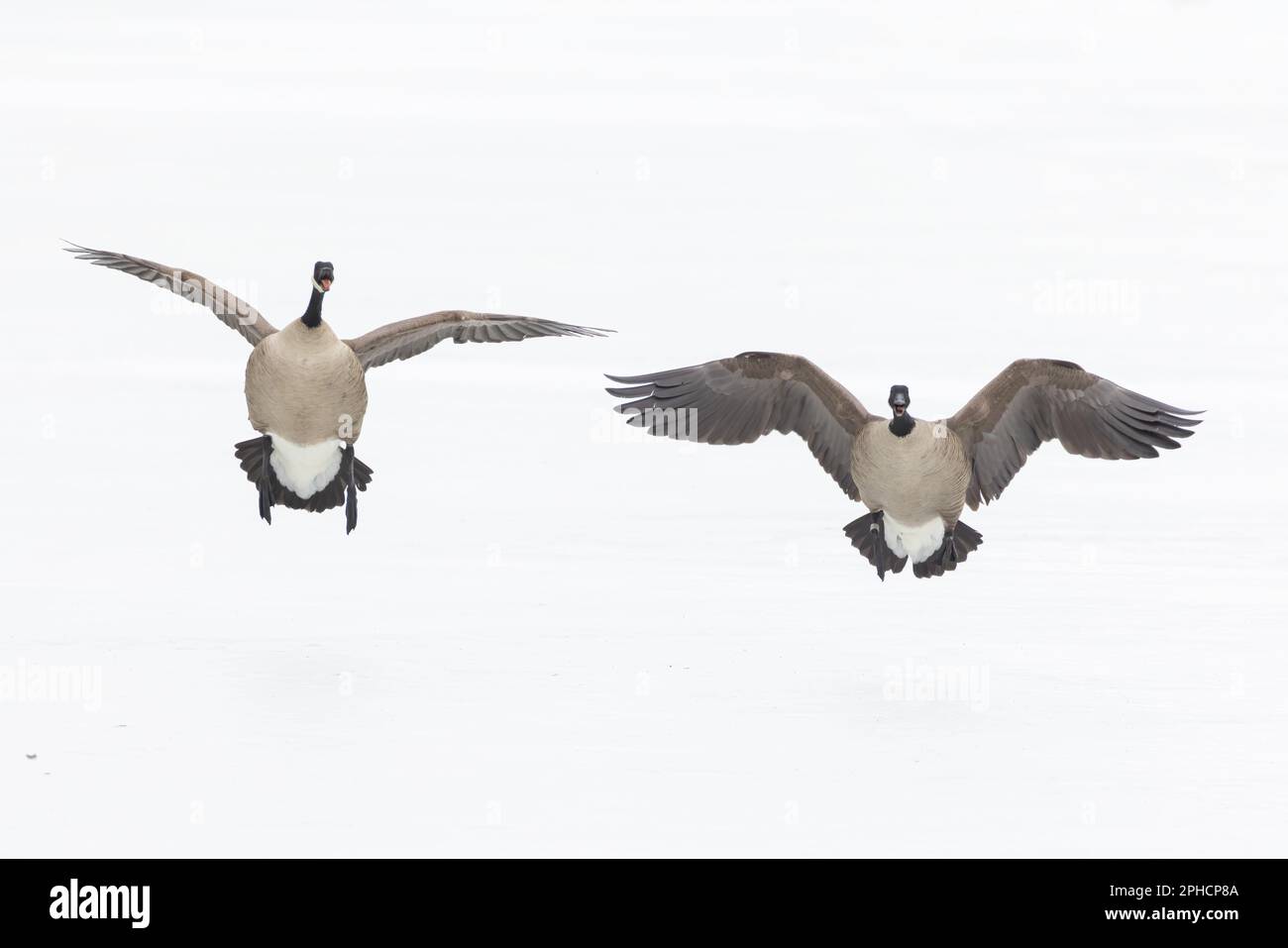 Pond in winter Cut Out Stock Images & Pictures - Alamy