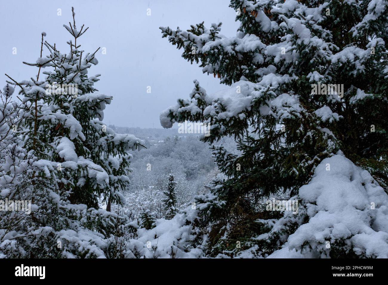 Germany Snow Trees