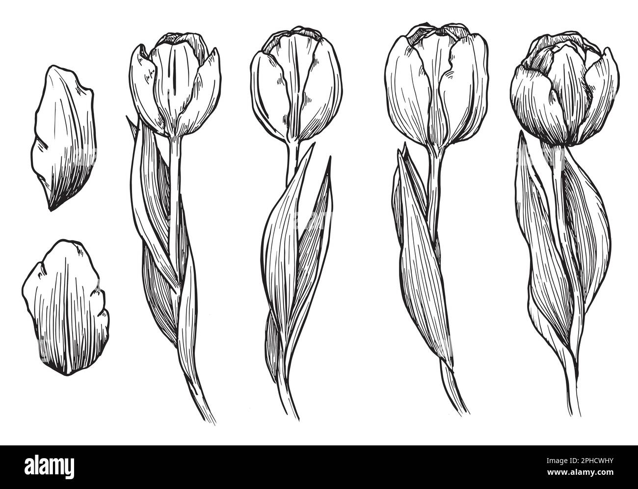 Tulips illustration Black and White Stock Photos & Images - Alamy
