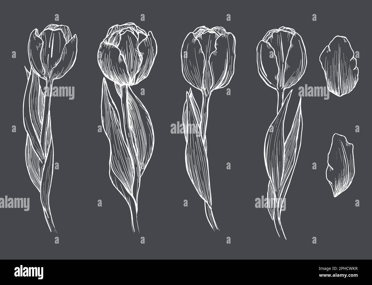 Outline tulip. line art hand drawn flowers. Tulips floral illustration Stock Vector Image & Art ...