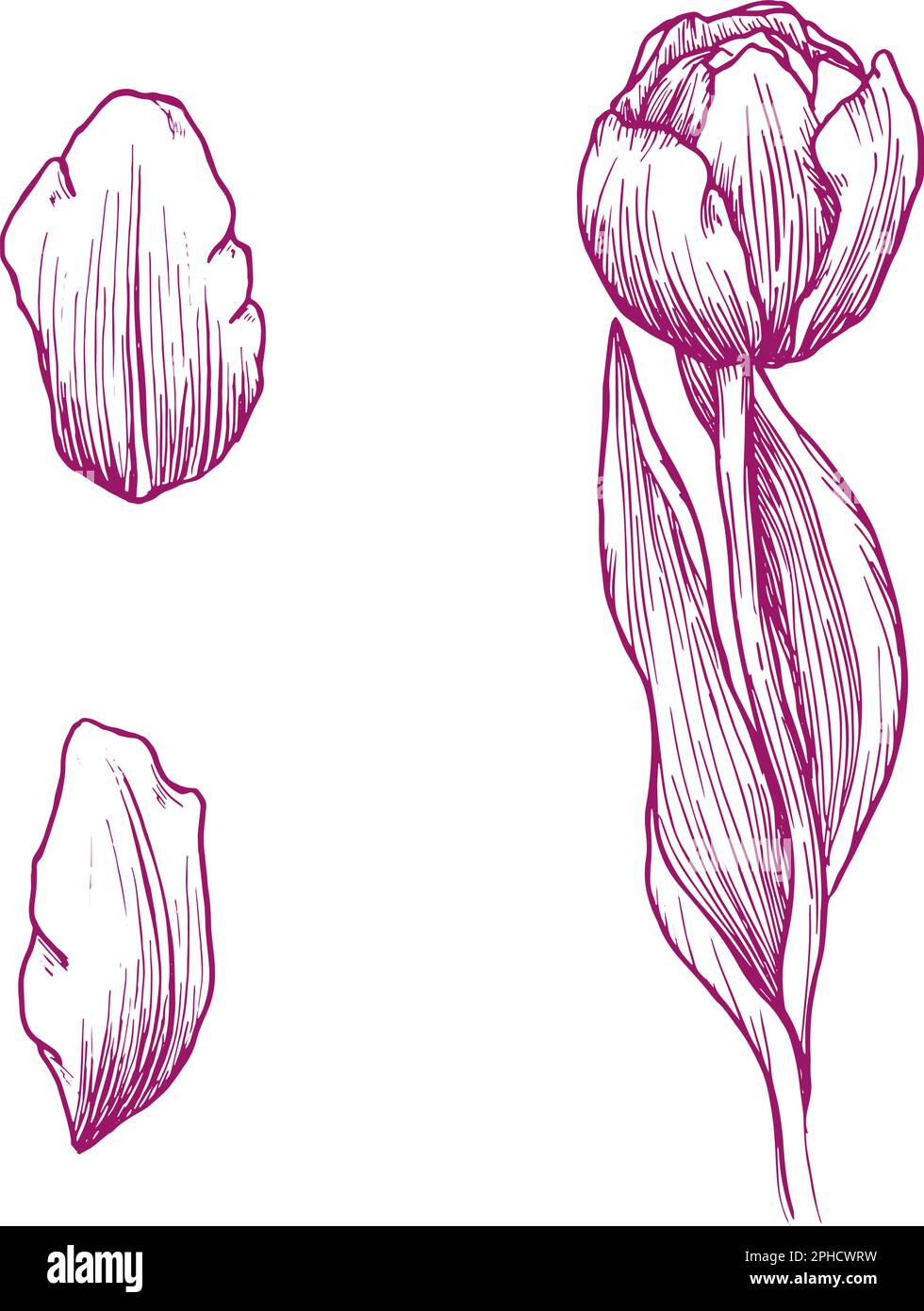 Outline tulip. line art hand drawn flowers. Tulips floral illustration Stock Vector Image & Art ...