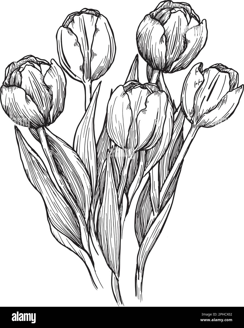 Tulip line art hi-res stock photography and images - Alamy