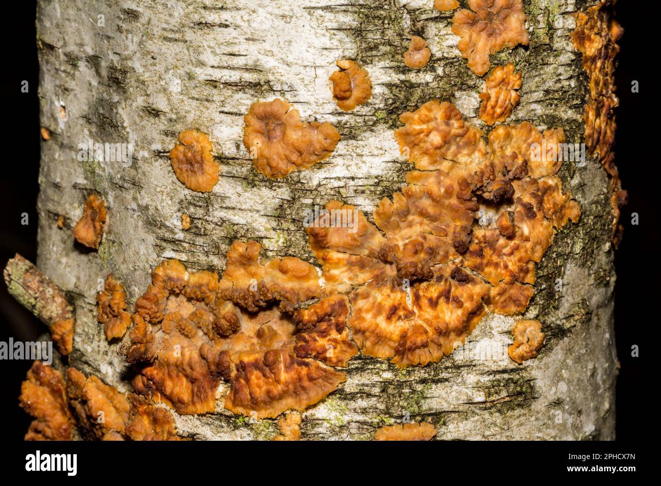 White rot fungi hi-res stock photography and images - Alamy