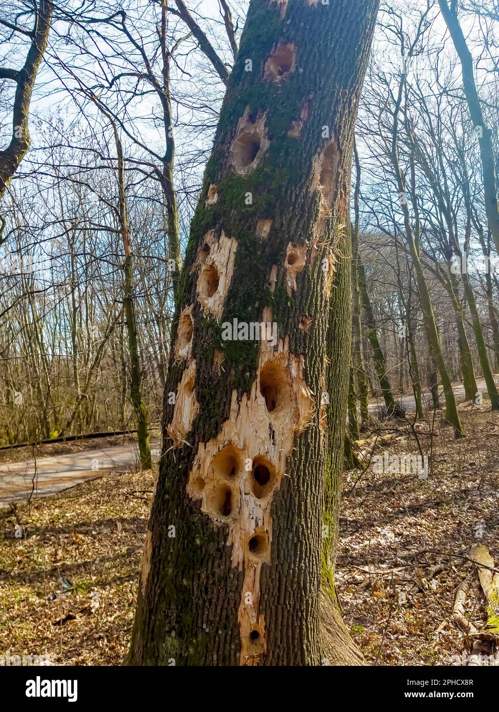 Holes in wood. Woodpeckers destroy trees in Berdsk. Birds gouge mostly ...