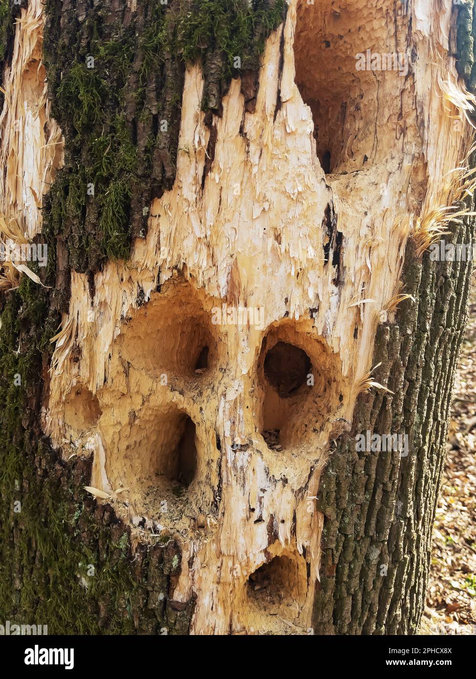 Holes in wood. Woodpeckers destroy trees in Berdsk. Birds gouge mostly ...