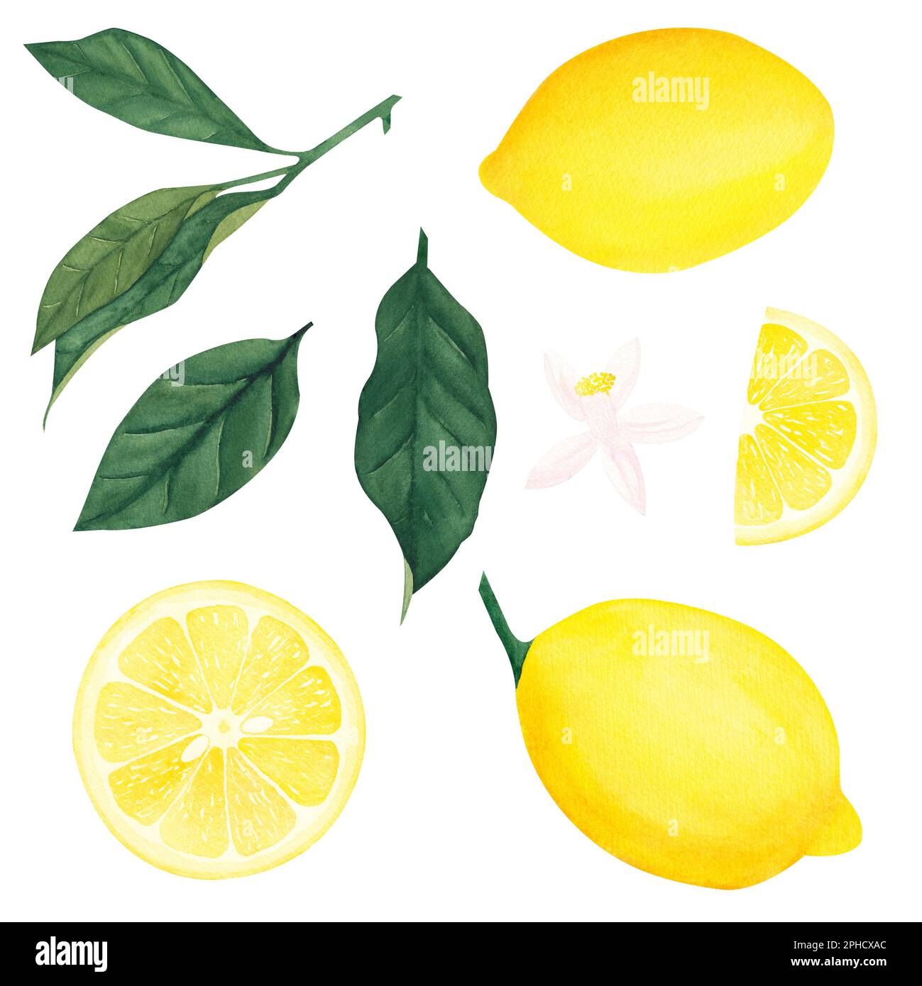 Watercolor botanical set of illlustration of lemon leaf,fruits and ...