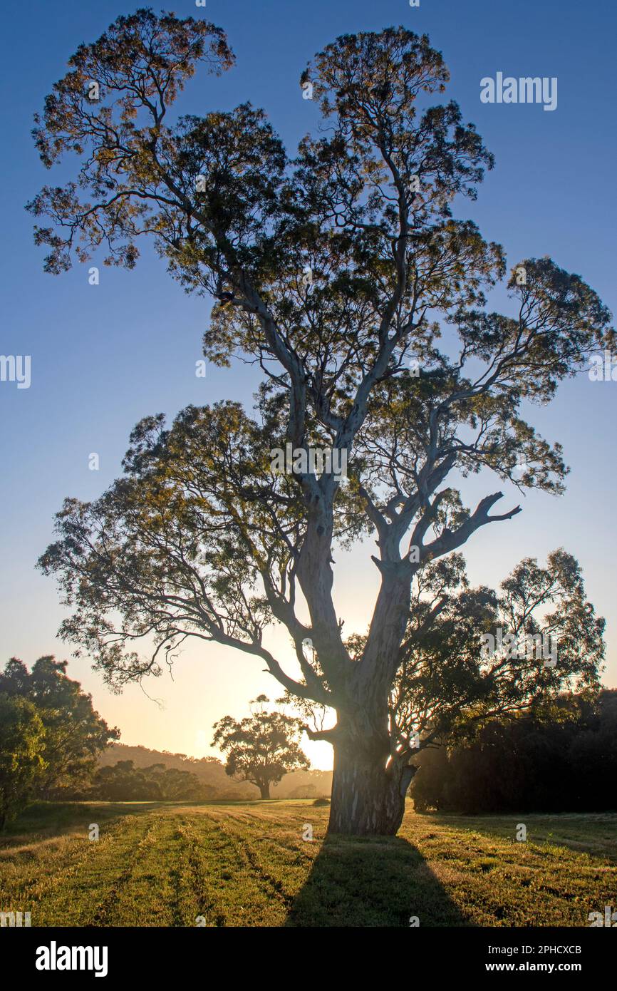 River red gum national park hi-res stock photography and images - Alamy