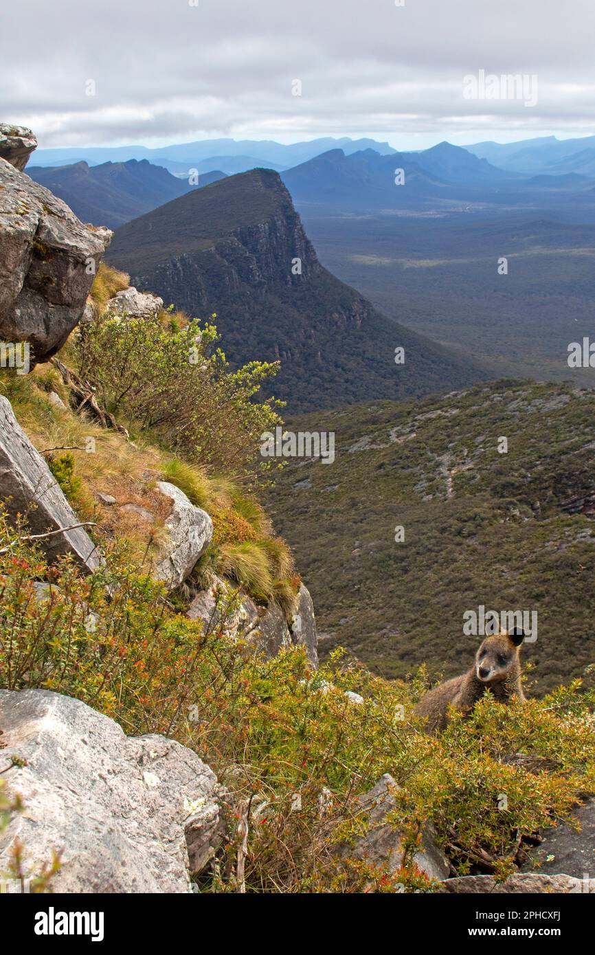 Wallaby on the summit of Mt Abrupt, Grampians (Gariwerd) National Park ...
