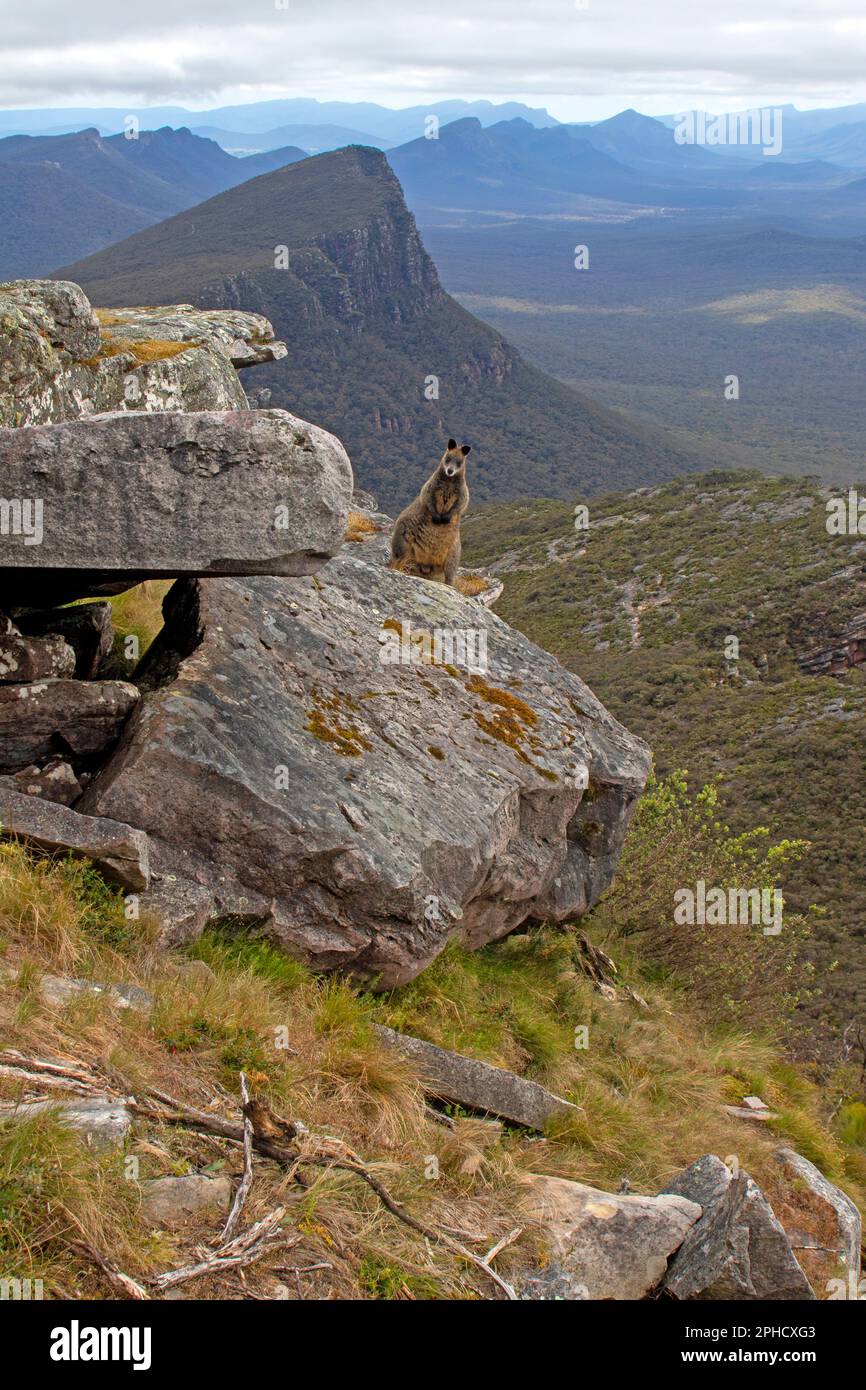 Wallaby on the summit of Mt Abrupt, Grampians (Gariwerd) National Park ...