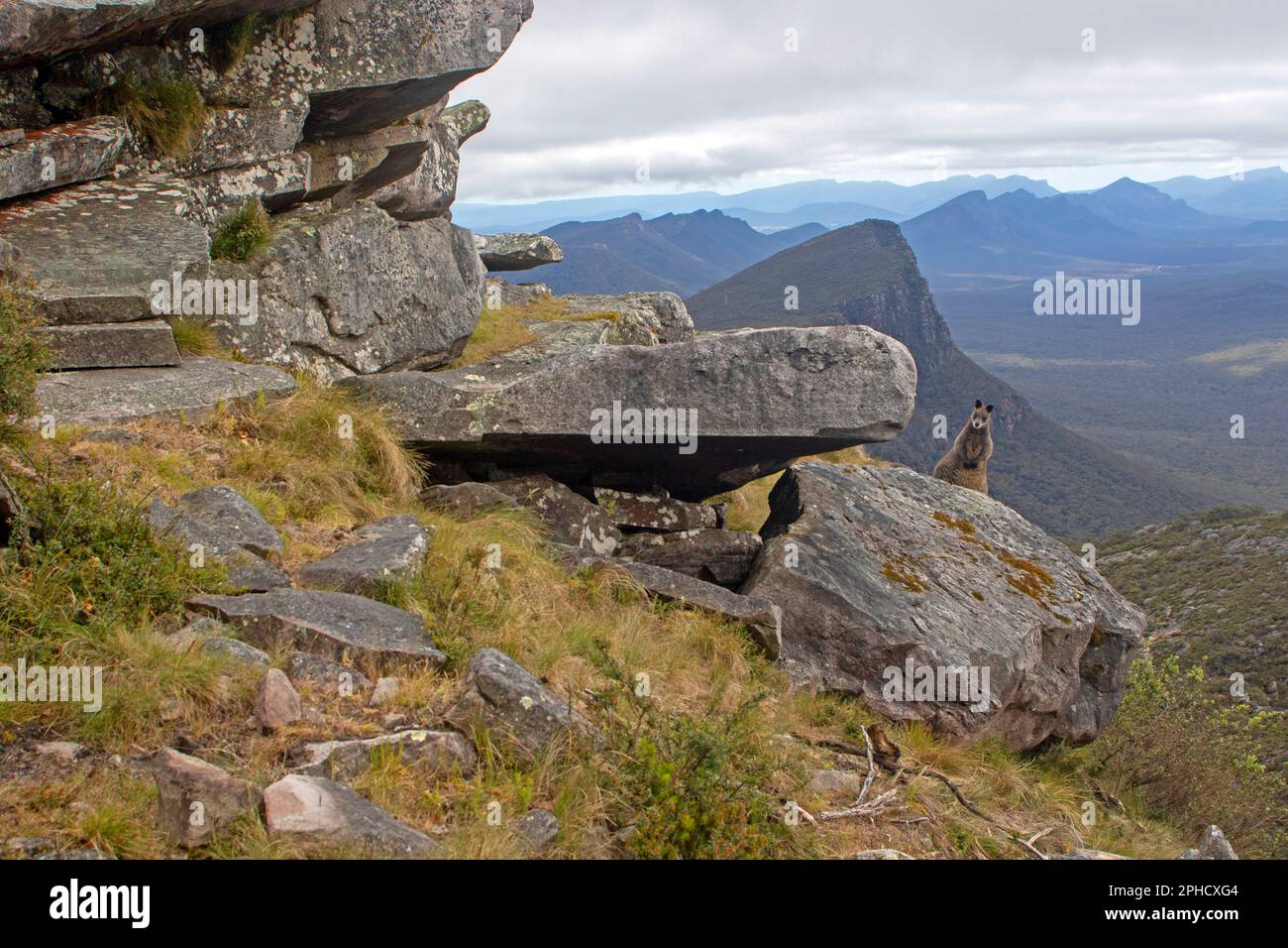 Wallaby on the summit of Mt Abrupt, Grampians (Gariwerd) National Park ...