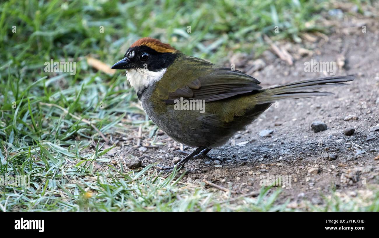 Black and white finch hi-res stock photography and images - Alamy