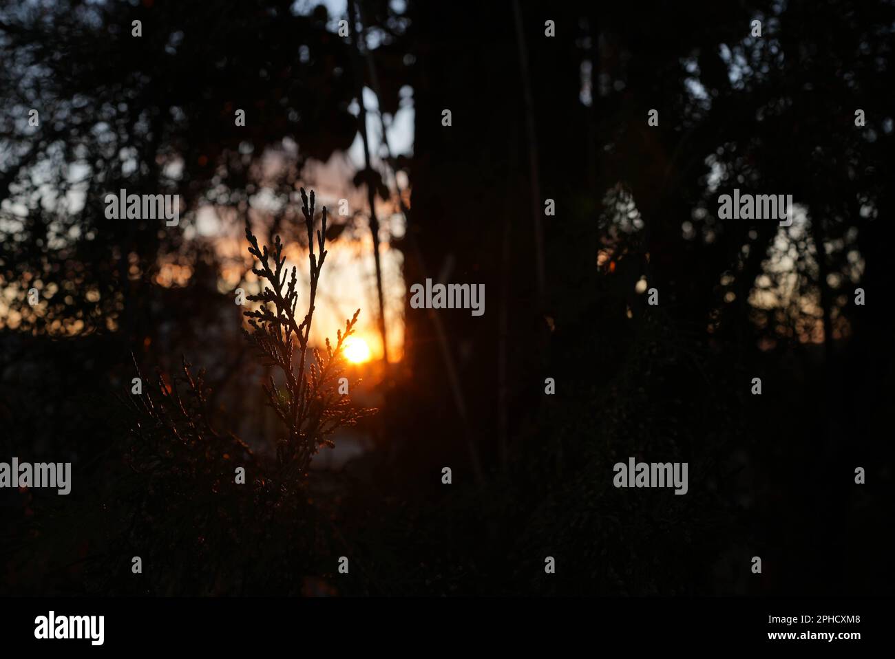 Sunlight beaming through foliage hi-res stock photography and images ...
