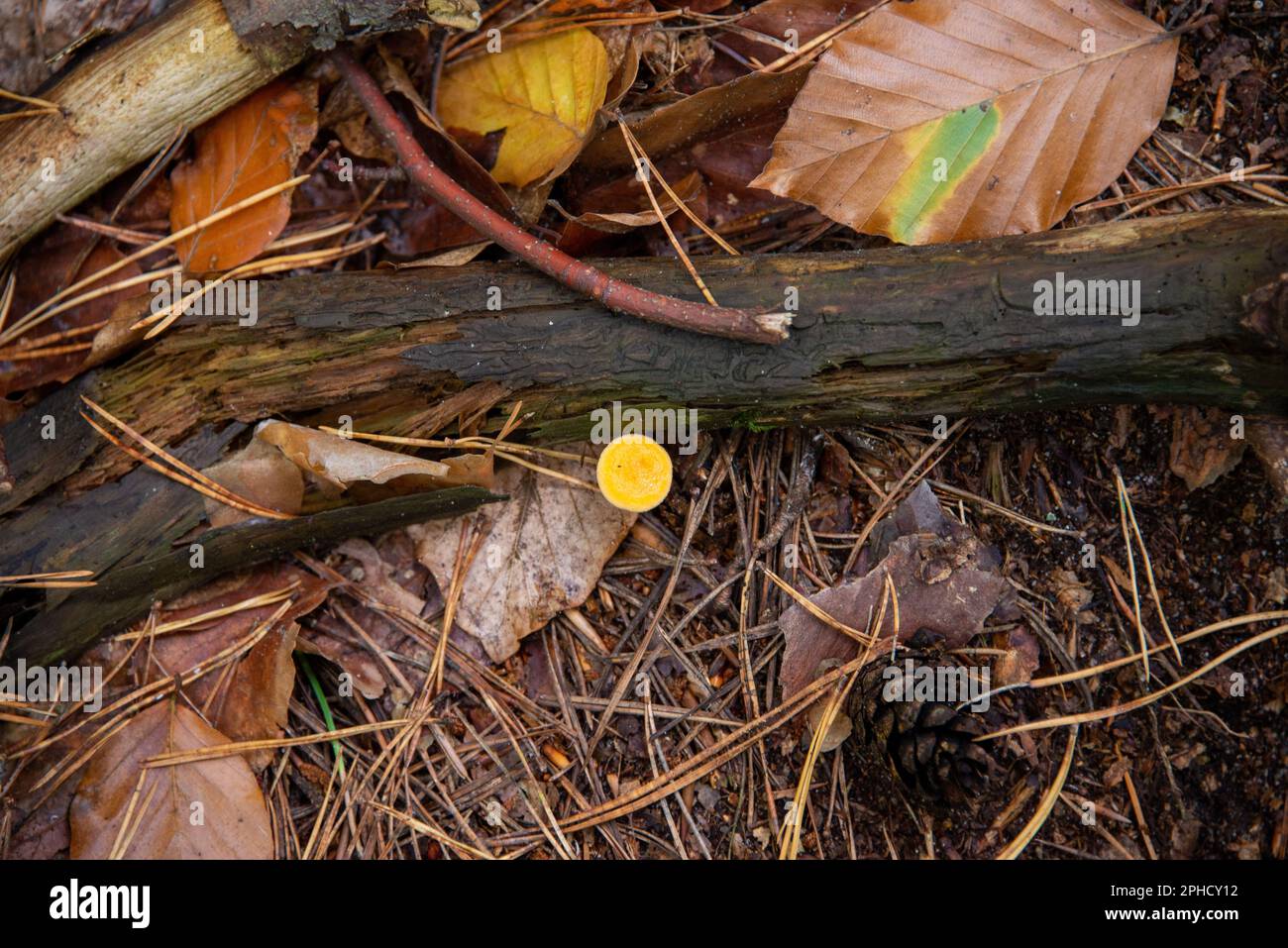Little yellow dot tiny hi-res stock photography and images - Alamy