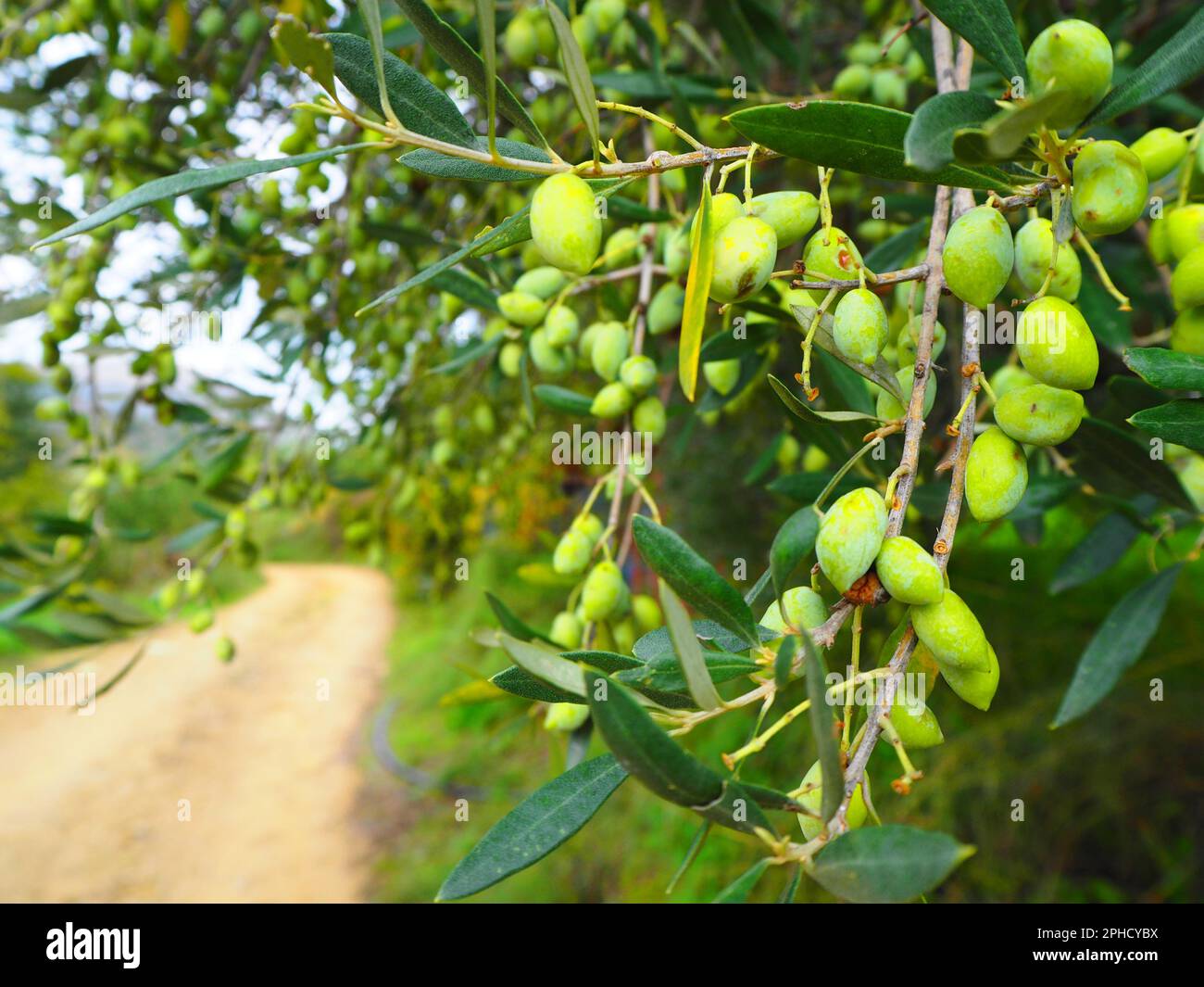 Olives trees crete hi-res stock photography and images - Alamy