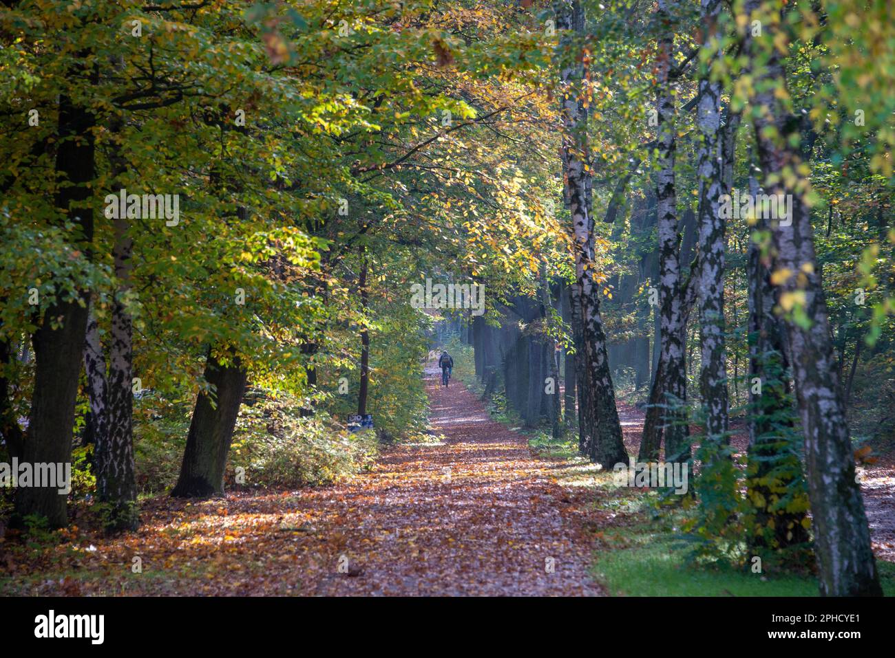 Grunewald forest hi-res stock photography and images - Alamy