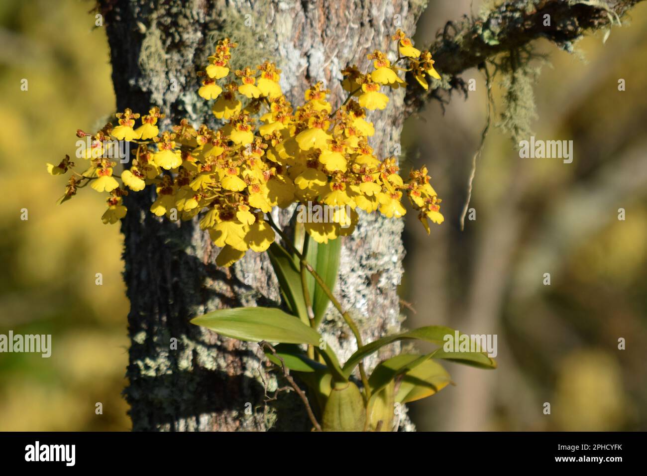 Brazilian orchids hi-res stock photography and images - Alamy