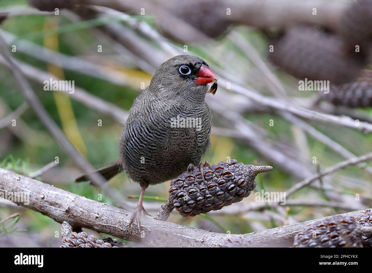 Australian Beautiful Firetail feeding on seeds of a She-Oak Tree Stock ...