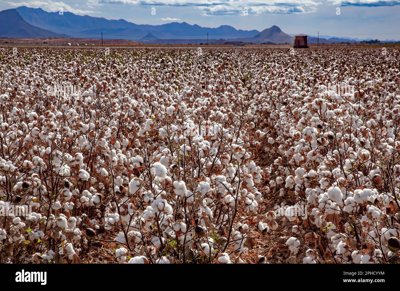Pima Cotton Ready for Harvest - Farming - Marana, Arizona Stock Photo ...