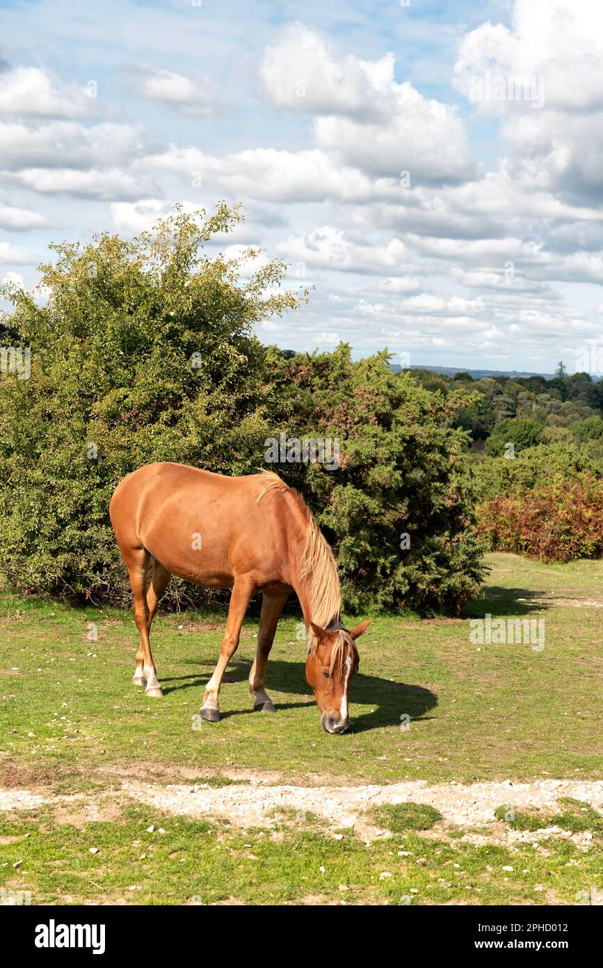 Beautiful red horse in nature Stock Photo - Alamy