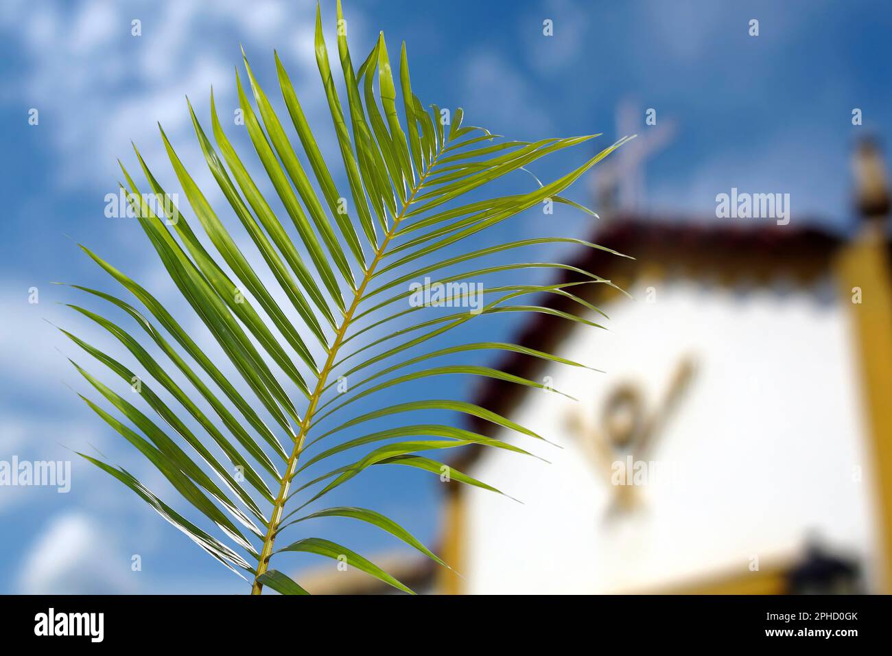 branch with catholic church background at Palm Sunday celebration. Holy ...
