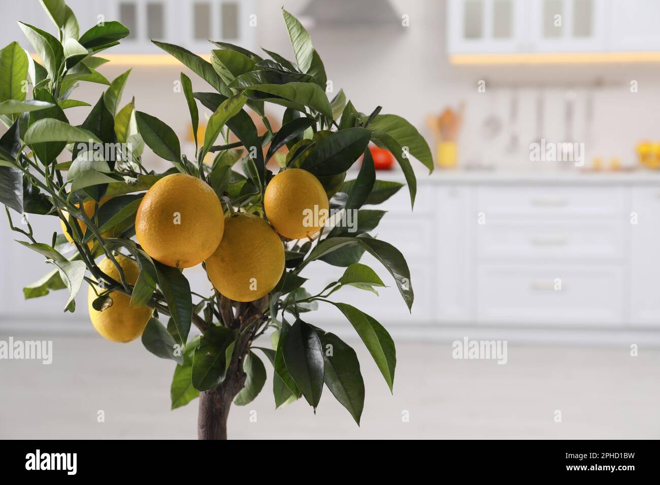 Lemon tree with ripe fruits in kitchen. Space for text Stock Photo - Alamy