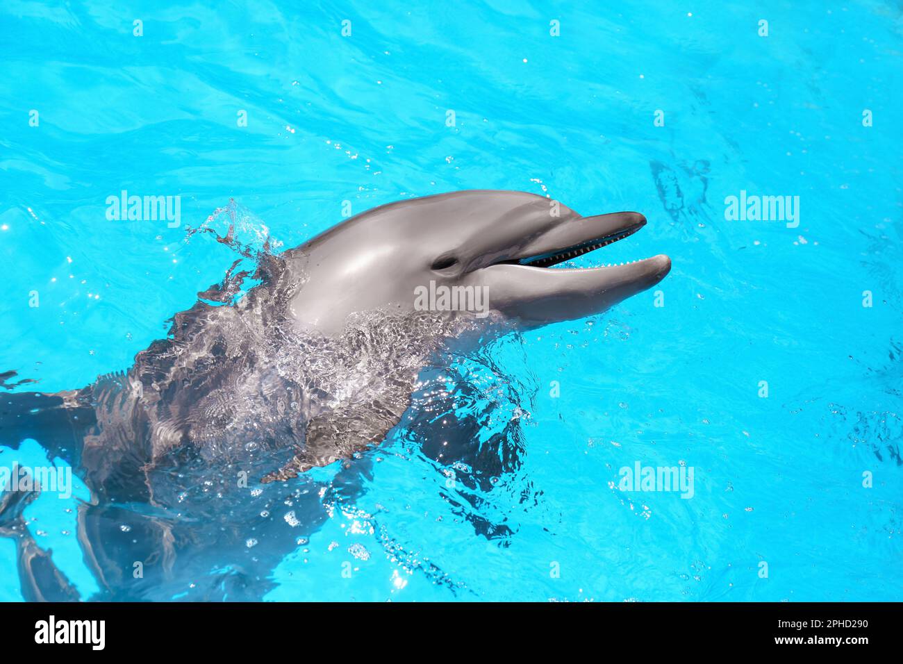 Dolphin swimming in pool at marine mammal park Stock Photo - Alamy