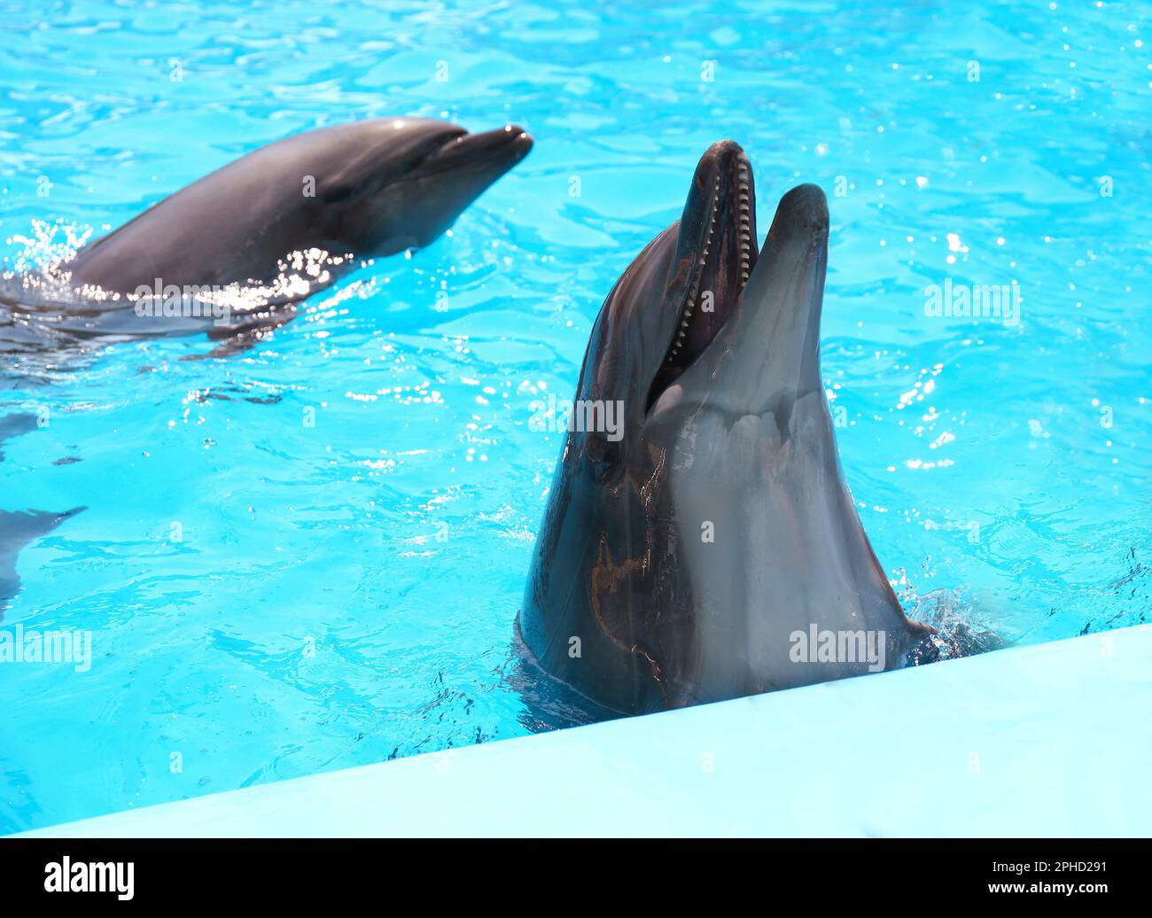 Dolphins in pool at marine mammal park Stock Photo - Alamy