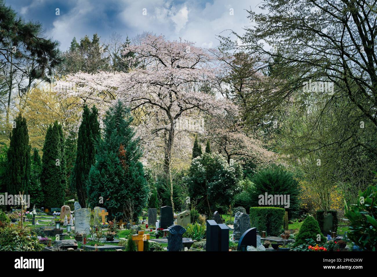 Tree trees cemetery graves hi-res stock photography and images - Alamy