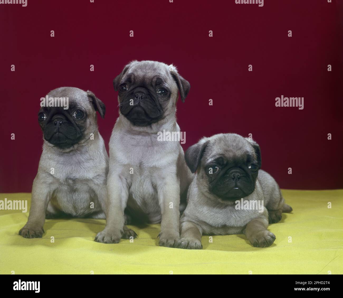 Bull dogs red background hi-res stock photography and images - Alamy
