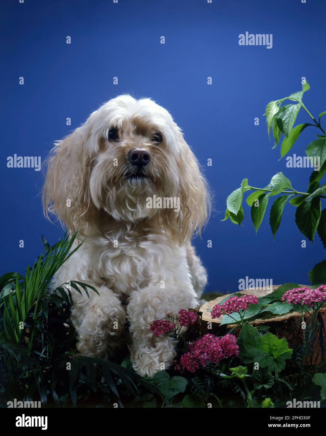 Lhasa - Po dog resting by a log Stock Photo - Alamy