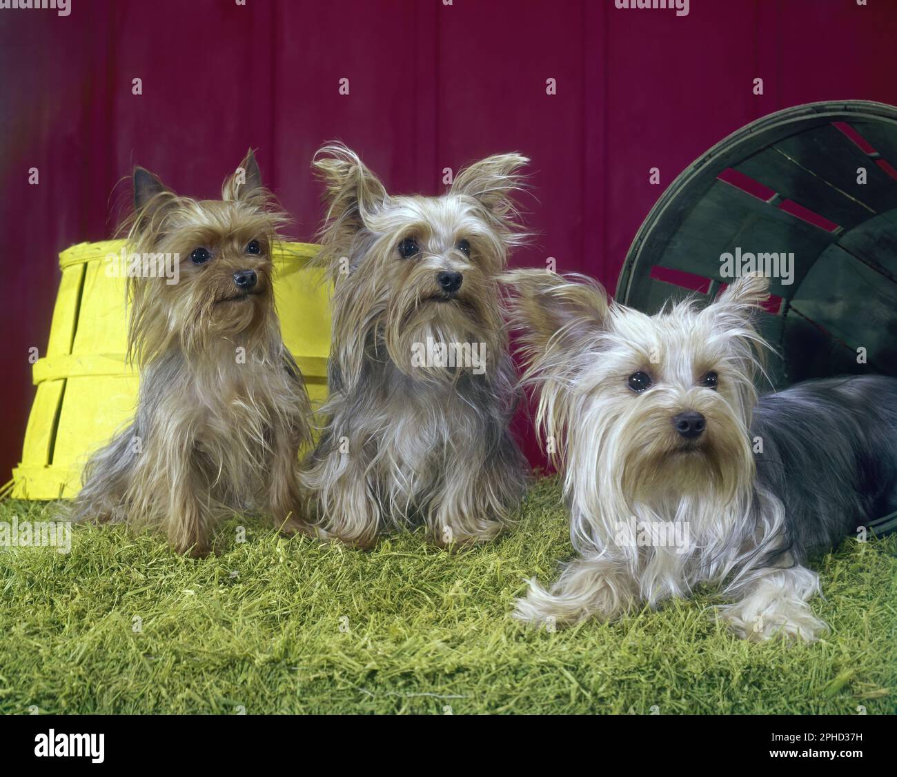 Three Yorkshire Terriers and baskets Stock Photo - Alamy