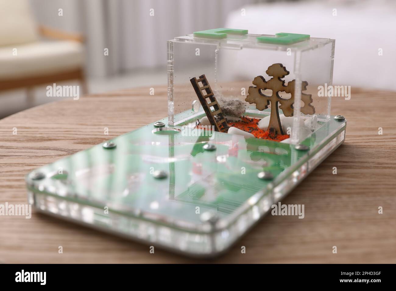 Ant farm (formicarium) on wooden table. Myrmecology Stock Photo - Alamy